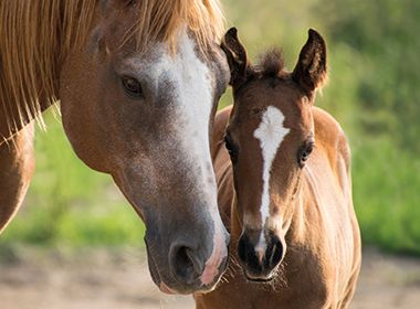 Технология репродукции животных | Minitube