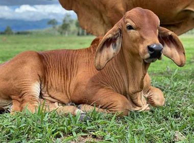 动物繁殖技术供应商 | Minitube